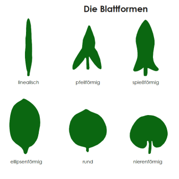 Montessori-Shop - BIOLOGIE - Übersichtsblatt Blattformen